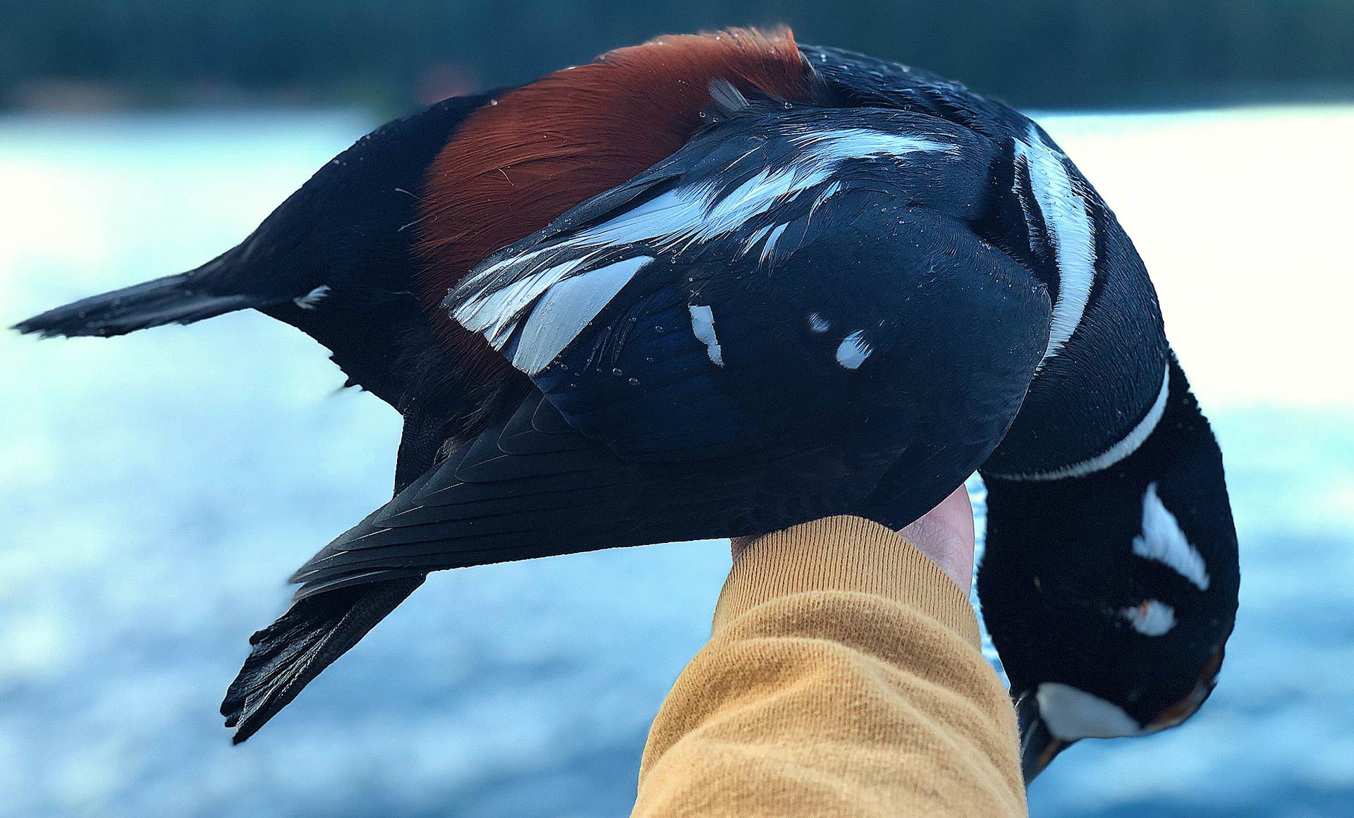 Epic Boat Based Live Aboard Alaska Duck Hunting Adventures