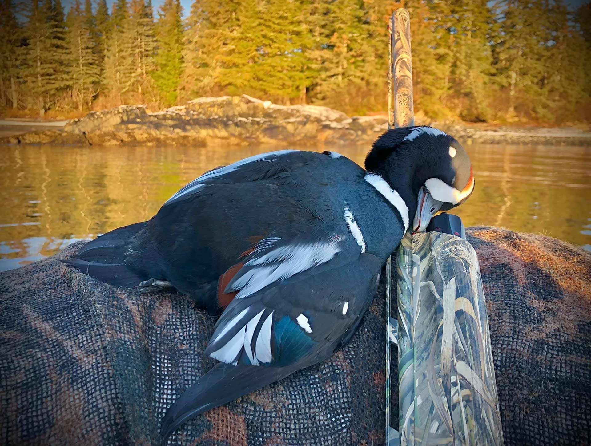 Alaska Harlequin Duck Hunting & Sea Duck Hunts, Whittier AK